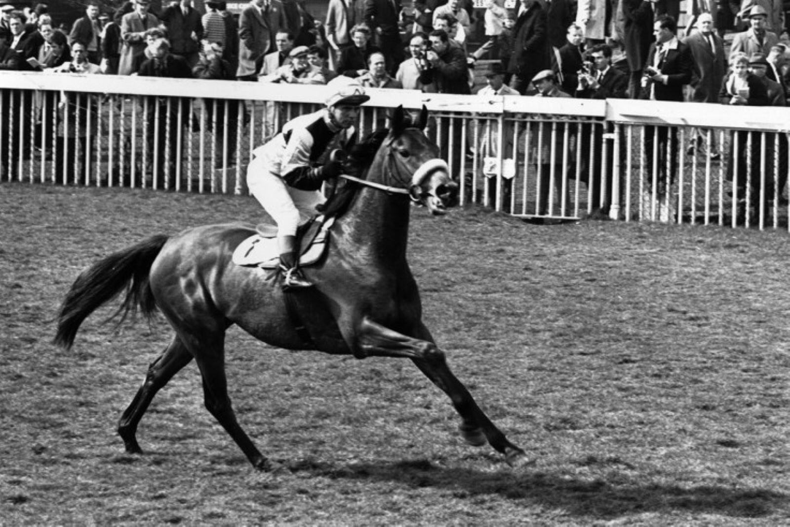 Best Racehorse of All Time