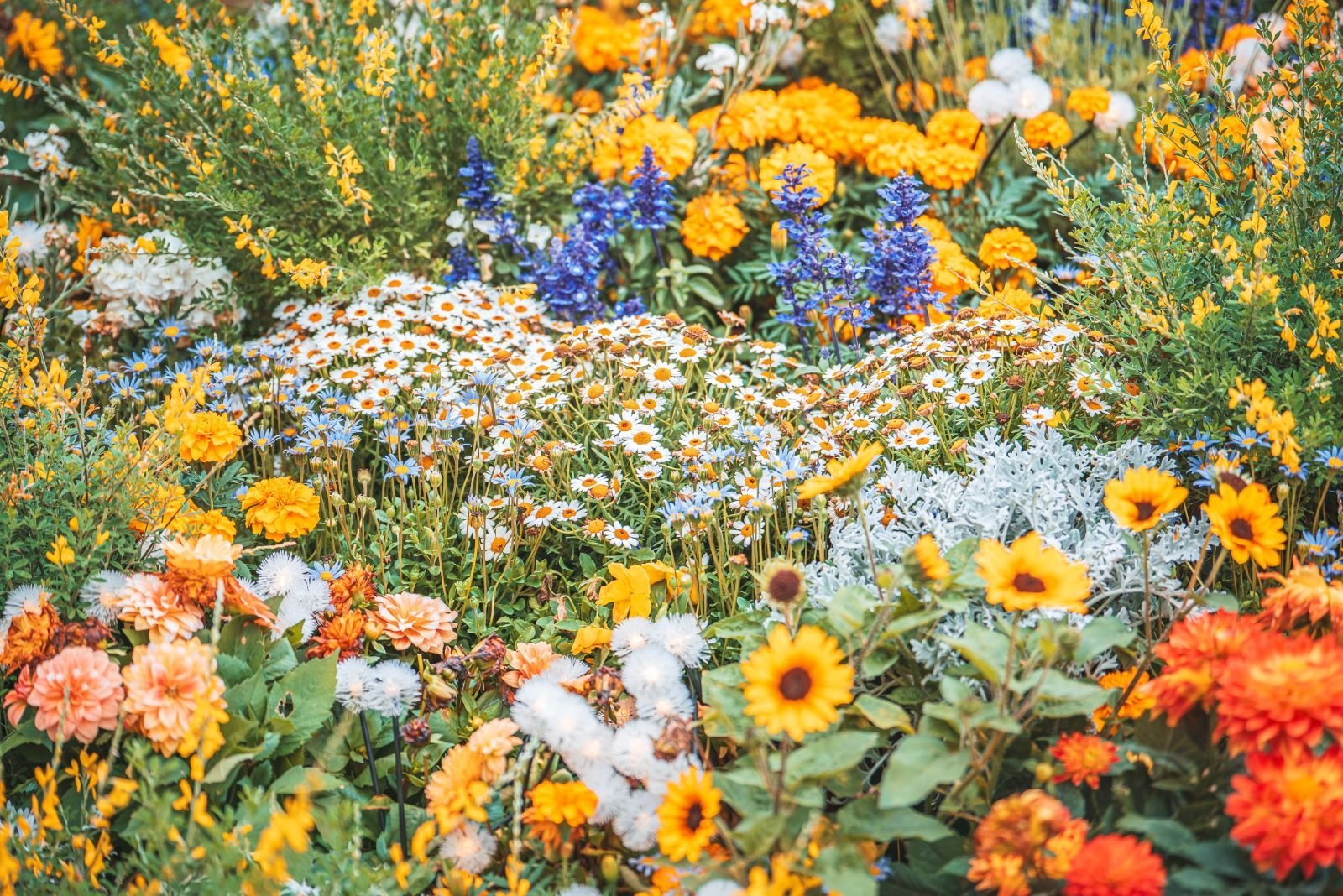 Harrogate Spring Flower Show 2026 | Dates, Highlights & Garden Inspiration